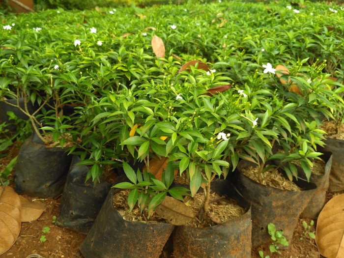 Jual Tanaman Rombusa Mini, Tanaman Rombusa Hijau, Tukang Taman - Kab ...