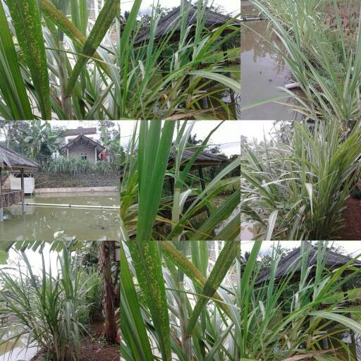 Jual TURUBUK / TERUBUK / TERUBUS / TELOR TEBU/ KEMBANG TEBU ENDOG ...