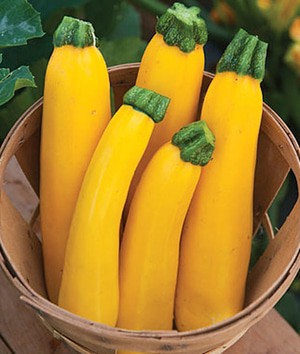 Jual 4 biji benih zukini golden bibit terong kuning sukini zucchini ...
