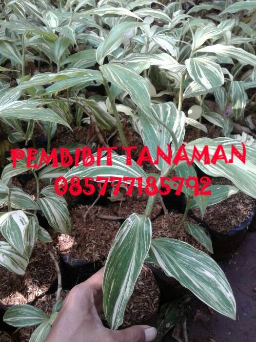 Jual Tanaman Hias Pacing Pentul / Pohon Pacing Pentul Variegata - Kab ...