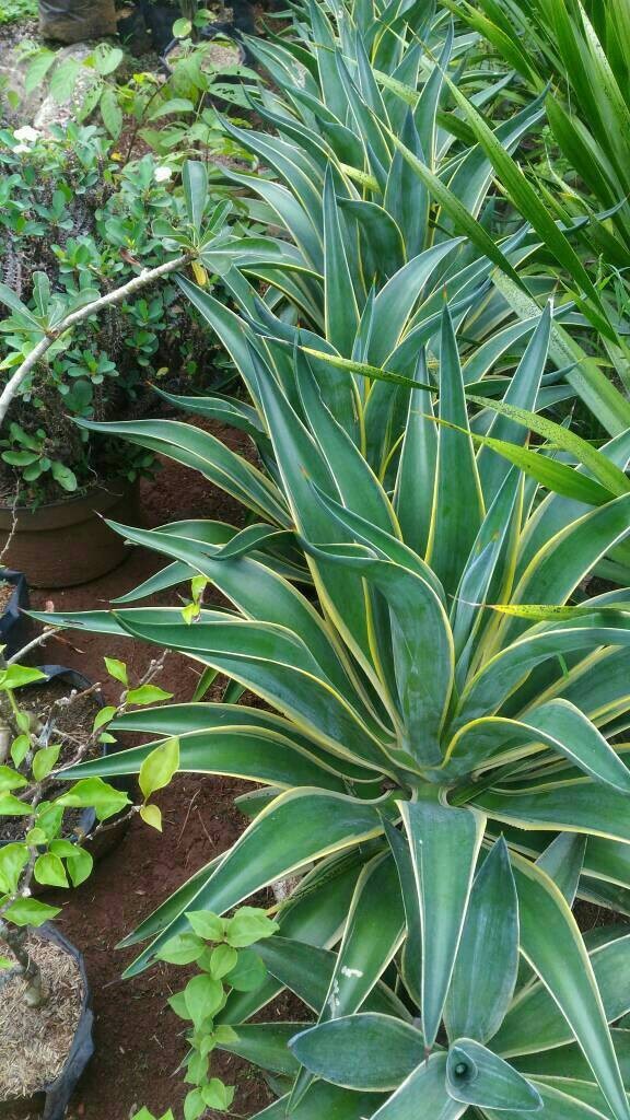 Jual Tanaman Hias King Agave - Kab. Bogor - Berdikari Landscape | Tokopedia