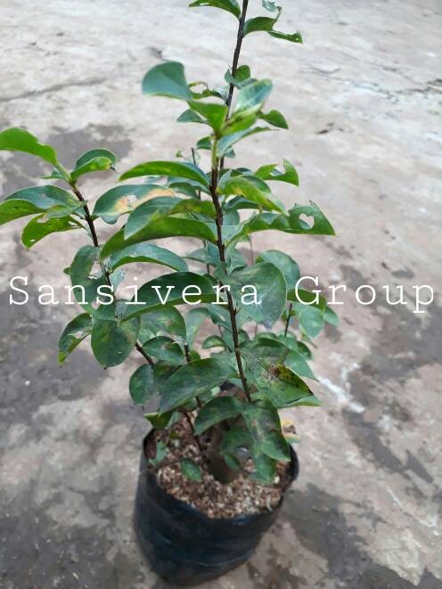 Jual Tanaman Bunga Bungur Sakura Cibodas - Kab. Bogor - Grosir tanaman ...