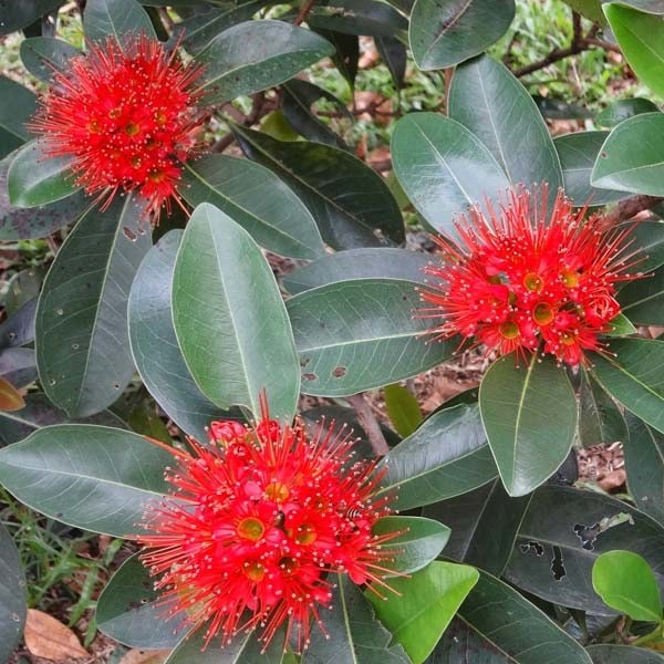 Jual Tanaman Red Xanthostemon - Kota Batu - Tanamanbuahtin | Tokopedia