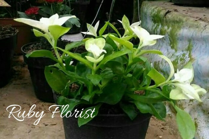 Jual Tanaman Baby Sun Rose Parigata - Kota Batu - Ruby Florist | Tokopedia