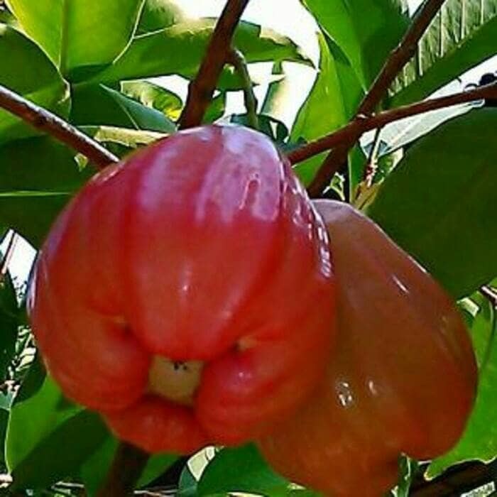 Jual Bibit jambu air red thailand 40/60cm/asal cangkok - Kota Metro ...