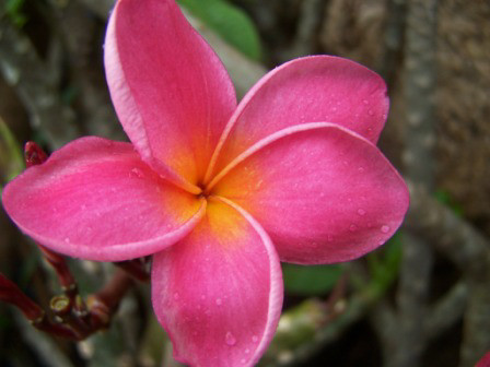 Jual Stek Pohon Kamboja Bali (Plumeria) Bunga Pink Hawai - Jakarta ...