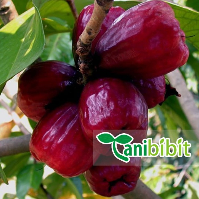 Jual Bibit Pohon Jambu Air Jamaika Merah - Buah Jambu Bol Jamaica ...