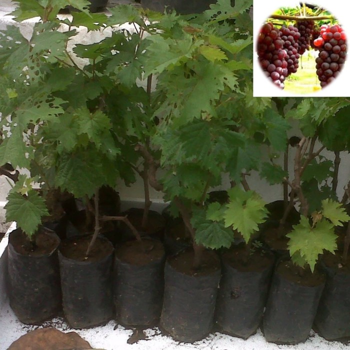 Jual Bibit Anggur Merah Pohon Anggur Tanaman Anggur - Kota Bekasi ...
