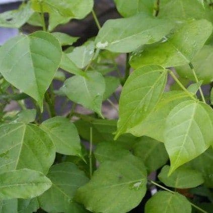 Jual Daun Dadap Serap Daun Dadap Serep Segar Perhelai - Kota Bekasi ...