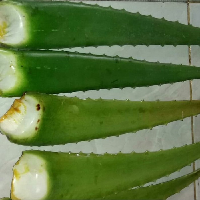 Jual Pelepah Lidah Buaya Kab Bogor Lidahbuaya Tokopedia