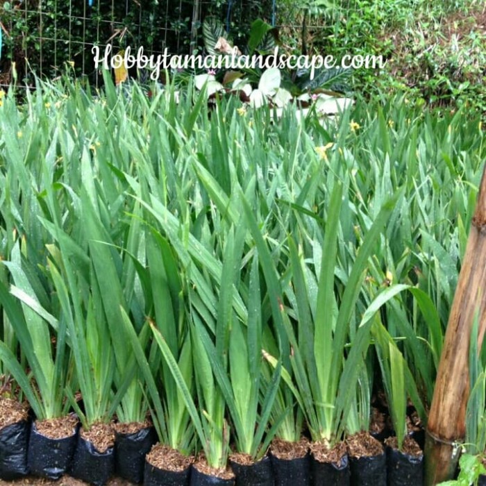 Jual Tanaman Airis Tanaman Iris Tanaman Bunga Airis - Kab. Bogor ...