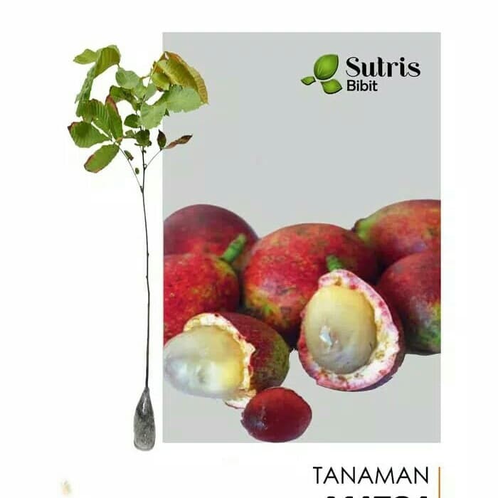 Jual Bibit Tanaman Pohon Buah Matoa-Tinggi 100cm - Kota Batu - sutris ...