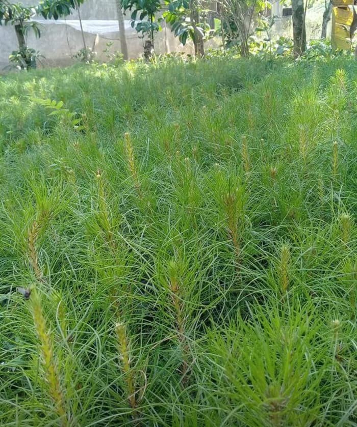 Jual Diskon Bibit Pohon Pinus Merkusi Super Unggul Bibit Berkwalitas ...