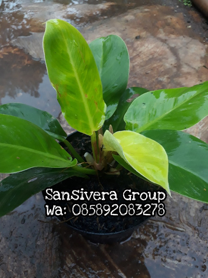 Jual Tanaman Philo Lemon / Philodendron MoonLight / Moon Light - Kab. Bogor - Grosir tanaman ...