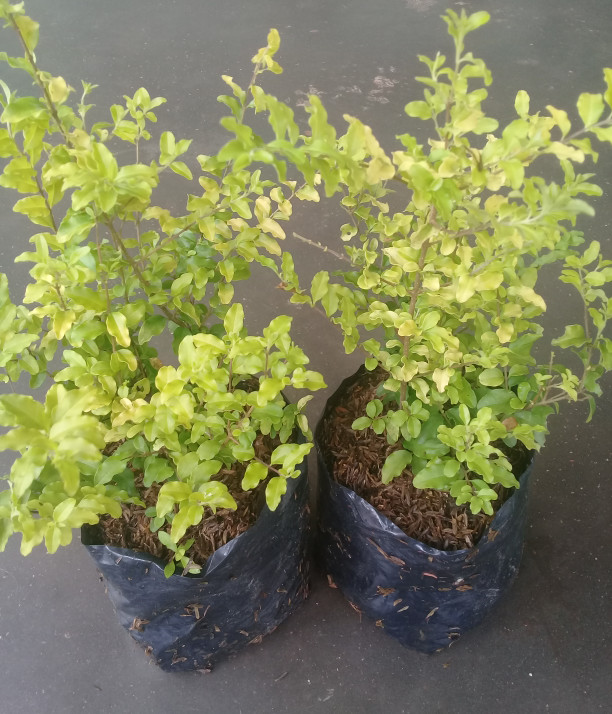 Jual jual tanaman hias pohon legistrum. - Kab. Bogor - hari_flora ...