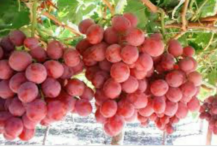 Jual BIBIT POHON ANGGUR MERAH - Kota Bogor - RESELLER PUSPA | Tokopedia