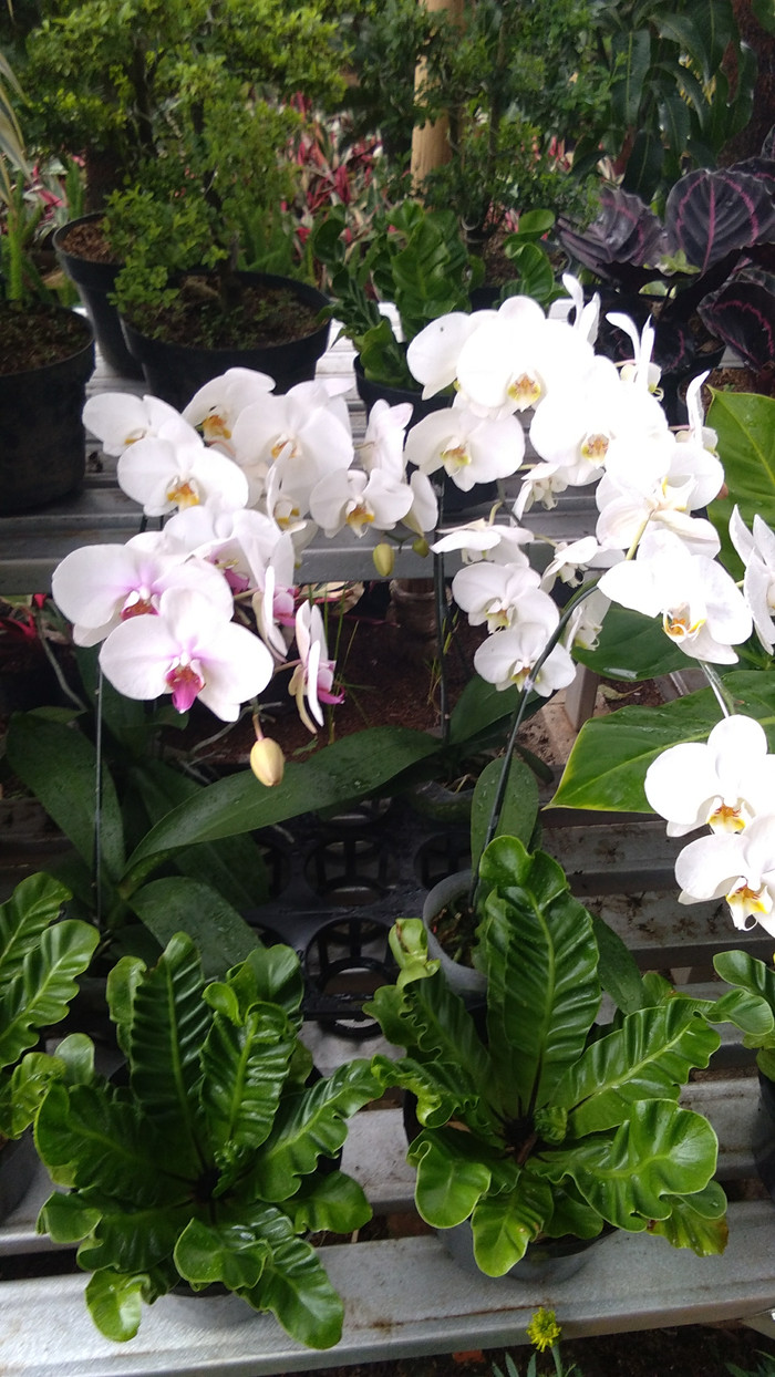 13+ Gambar Bunga Anggrek Sandal yang Mantul! - Informasi Seputar ...