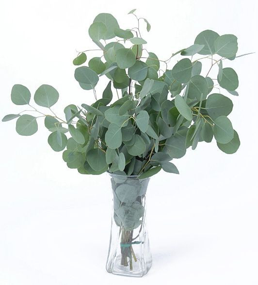 Jual Daun Eucalyptus / Daun Rustic / Daun Silver Dollar - Jakarta Barat ...