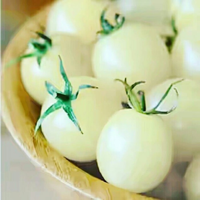 Jual Tomat Putih Cherry Salju - Jakarta Barat - anekadapoersedap ...