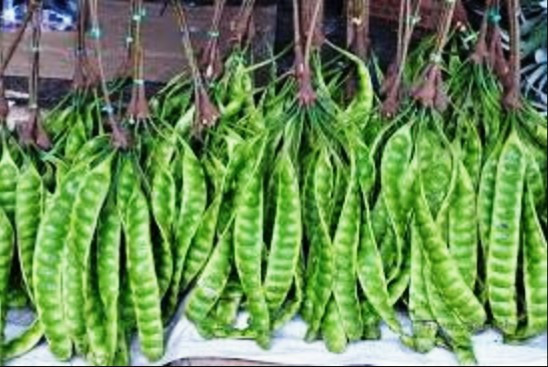 Jual BIBIT POHON PETAI PADI SUPER - Kota Bogor - Puspa herbal | Tokopedia