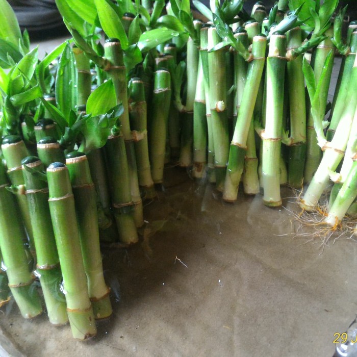Jual Batang bambu hoki lucky bamboo batangan | bambu hoki | sri rejeki ...