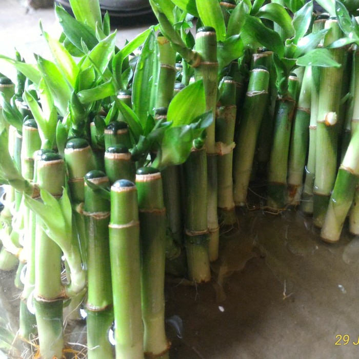Jual Batang bambu hoki lucky bamboo batangan | bambu hoki | sri rejeki ...