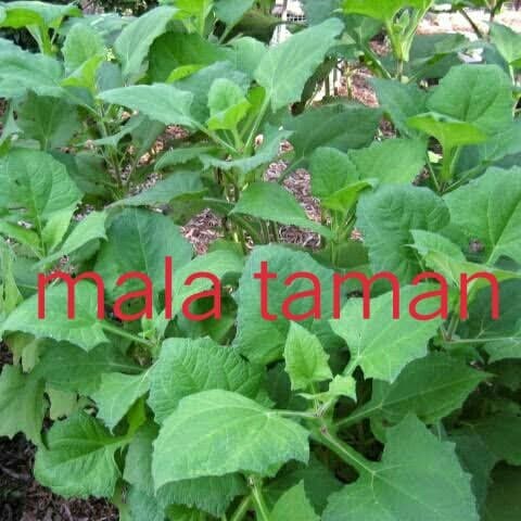 37+ Gambar Tanaman Insulin yang Wajib Disimak! - Informasi Seputar ...