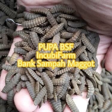 Jual Maggot BSF Black Soldier Fly ( Fase Pupa) - Kab. Sukabumi - Incubi ...