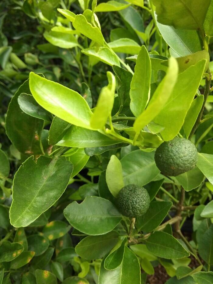 Jual bibit pohon jeruk limo-tanaman buah jeruk limau-sambal - Kota ...