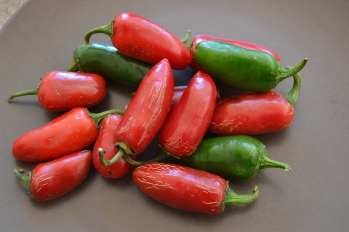 Jual Benih / Biji Cabe Hias Cabe Unik Cabai Jalapeno Pepper - Kab ...