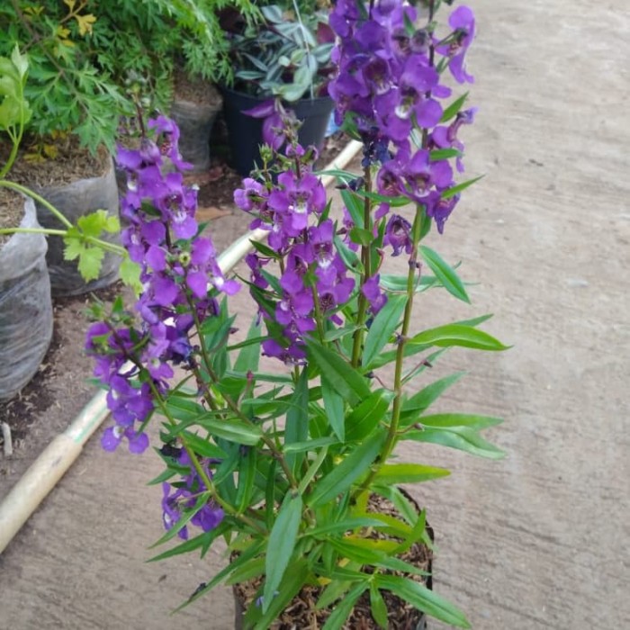 Jual tanaman lavender - Jakarta Utara - SANGGAR_TANAMAN | Tokopedia