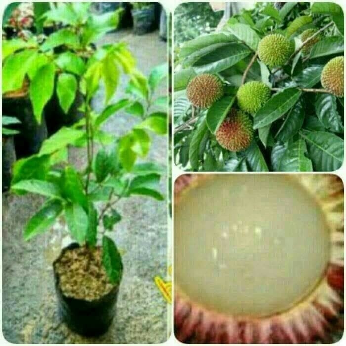 Jual Bibit Pohon Rambutan Rapiah Rambutan Si Gundul - Kota Metro ...
