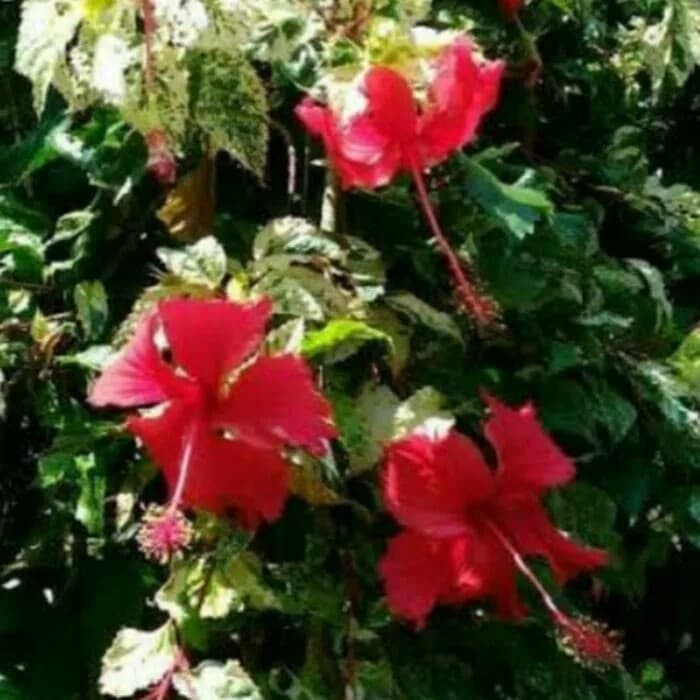 Simak! 33+ Harga Tanaman Bunga Kembang Sepatu yang Wajib Diketahui ...