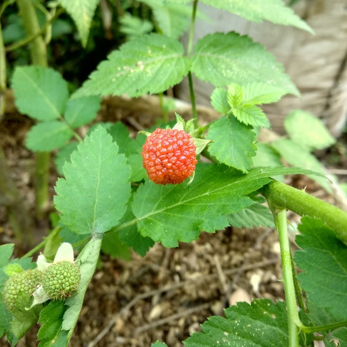 Jual Bibit Tanaman Raspberry - Pohon Buah Raspberry - Buah Arbei - Kota ...