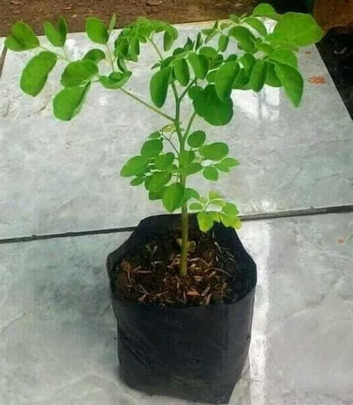 Jual Bibit Daun Kelor Pohon Kelor Tanaman Kelor Moringa Oleifera - Kota ...