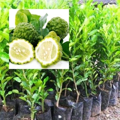 Jual Bibit Jeruk Purut Citrus hystrix Pohon Jeruk Purut Daun Jeruk Utk ...