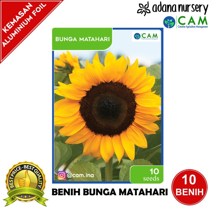 Jual Benih / Biji Bunga Matahari Sunflower Murah Berkualitas - 10 Seeds ...