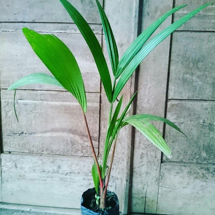 Jual pohon palem merah - bibit palm merah - bibit pohon palem merah ...