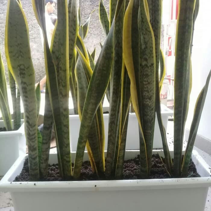 38+ Gambar Tanaman Hias Sansevieria Terbaru - Informasi Seputar Tanaman ...