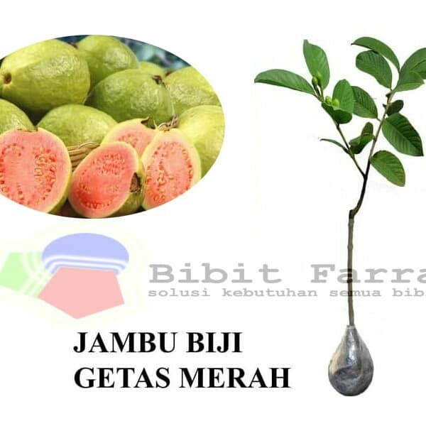 Deretan Gambar Tanaman Buah Jambu Biji yang Lagi Viral - Informasi ...