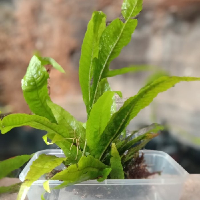 Jual Kadaka Java fern aquascape aquarium - Kota Bekasi - wadako | Tokopedia