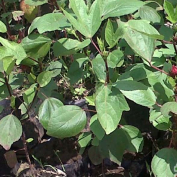 Jual Pohon Rosella Bunga Merah - Tanaman Hias Pohon Bunga Rosela Merah ...