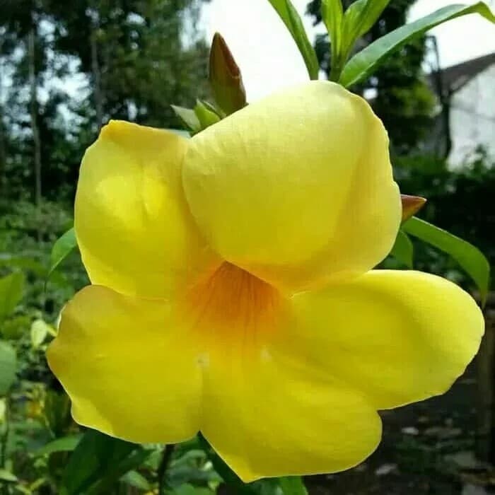 Simak! 40+ Manfaat Tanaman Bunga Brokoli Kuning yang Lagi Viral ...