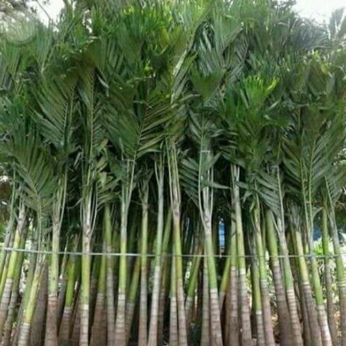 Jual tanaman palem putri tinggi 3 meter daun - Kab. Bogor - rony cahaya ...