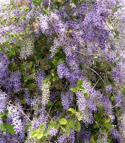 Jual BIBIT TANAMAN BUNGA PETREA - Kota Batu - Almira Florist | Tokopedia