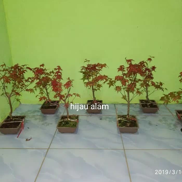 Jual tanaman maple/ japanese red maple/ pohon mapel - Kab. Bogor ...