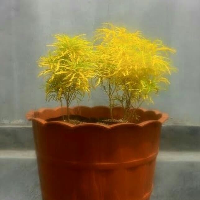 Wajib Tahu! 12+ Tanaman Bunga Brokoli Kuning yang Wajib Disimak ...