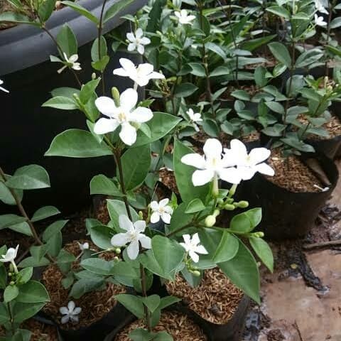 Jual Pohon melati jasmine, tanaman melati - Kab. Bogor - NAVIKA TAMAN ...