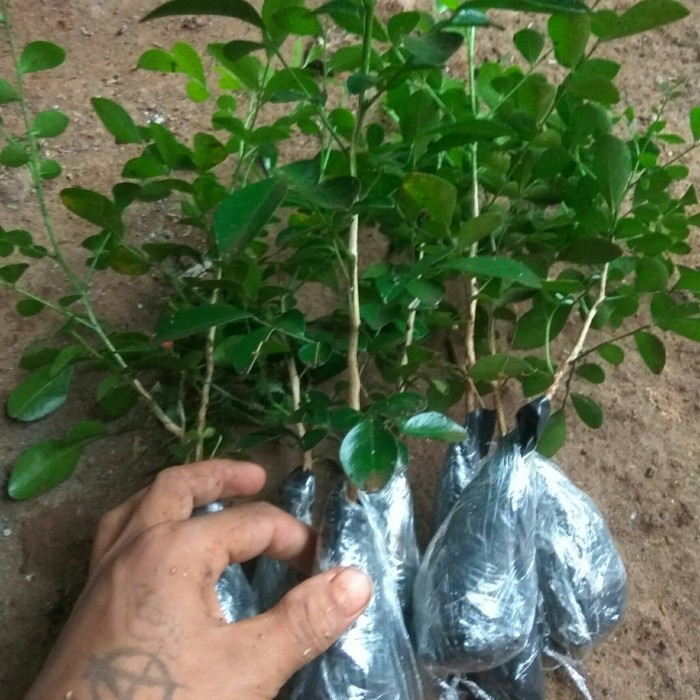 Jual tanaman kemuning-tanaman kemuning-pohon hias kemuning - Kab. Bogor ...