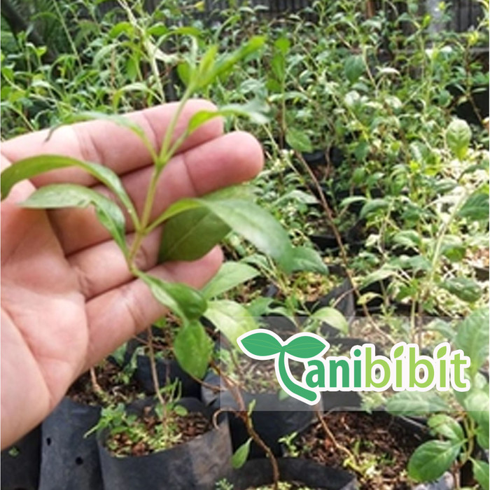 Jual Bibit Pohon Henna - Tanaman Pacar Kuku - Daun Hena - Kab. Bogor ...